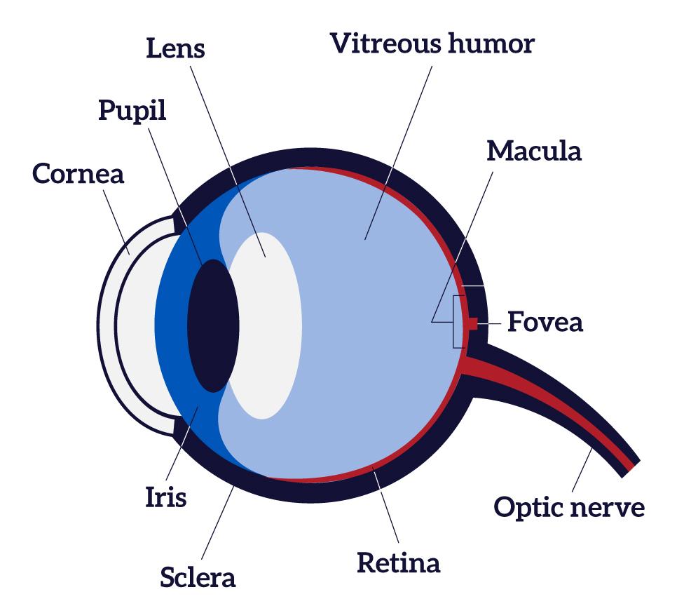 Labeled Simple Labeled Human Eye Diagram Labeled Simple Labeled Human Eye Diagram